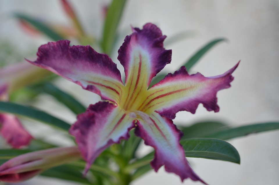 Adenium Anggur Bintang Mawar - Foto gratis di Pixabay - Pixabay