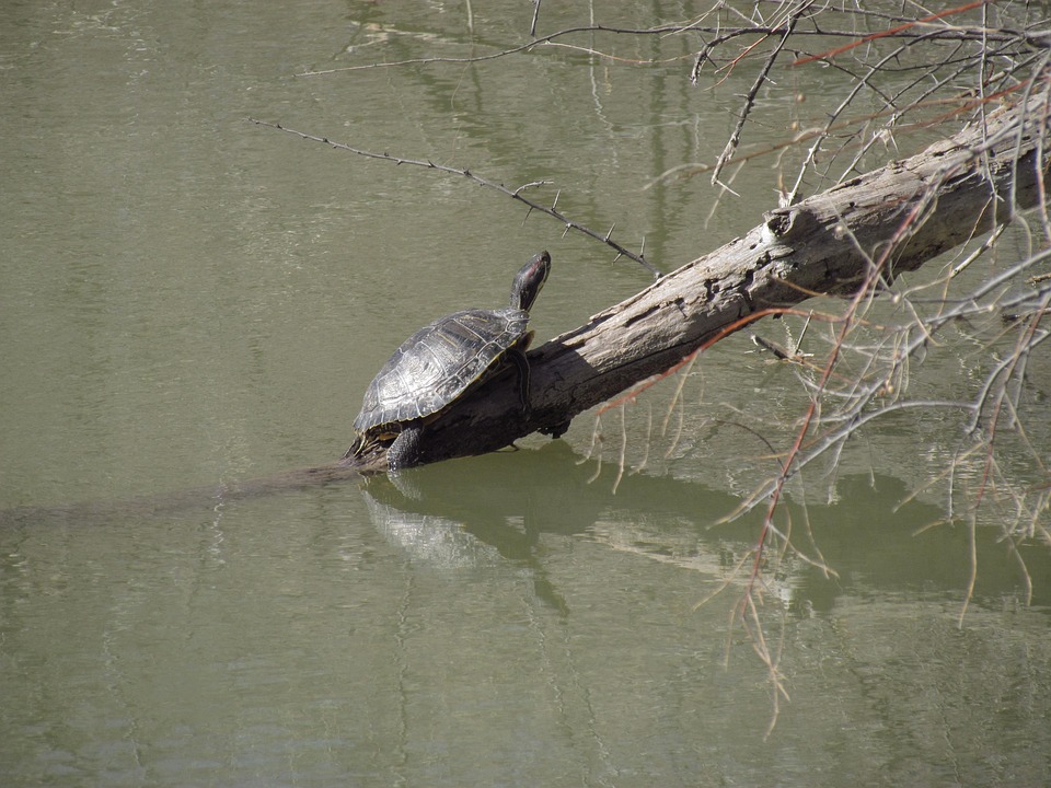 Tortuga Estanque Lago - Foto gratis en Pixabay - Pixabay