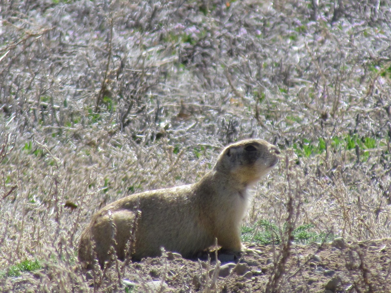 Prairie Dog Wildlife Nature - Free photo on Pixabay - Pixabay
