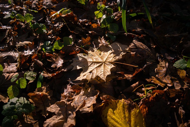 Ősz Erdő Levelek - Ingyenes fotó a Pixabay-en - Pixabay