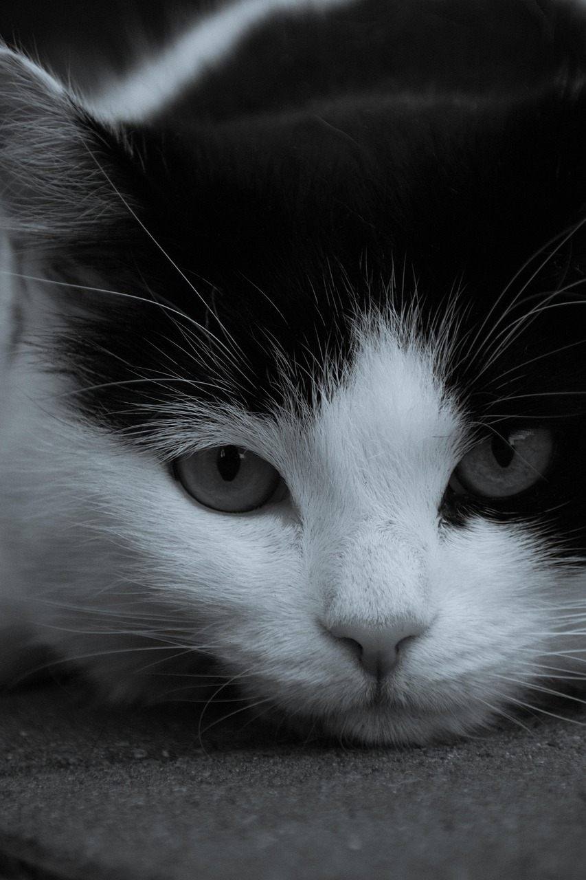 Preto Branco Bonitinho Bicho De - Foto gratuita no Pixabay - Pixabay