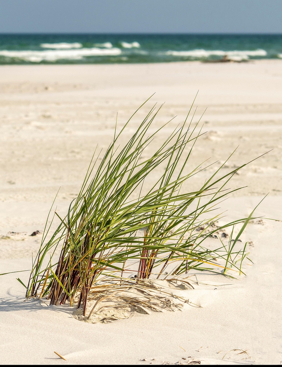Beach Grass Coast - Free photo on Pixabay - Pixabay