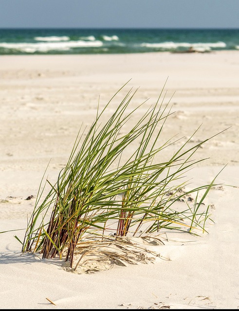 Beach Grass Coast - Free photo on Pixabay - Pixabay