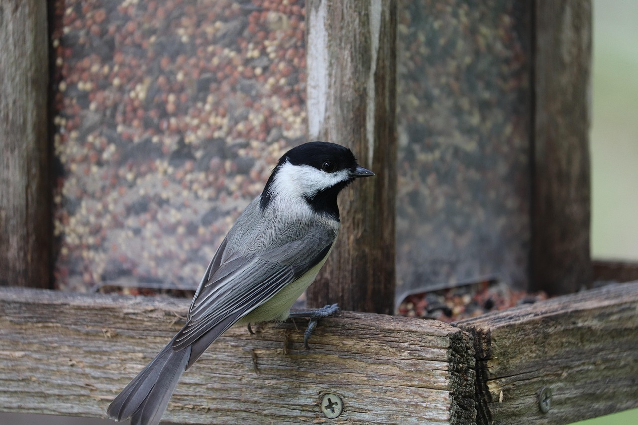 200+ Free Chickadee & Nature Images - Pixabay
