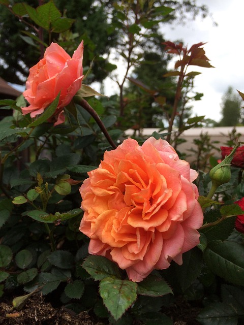 Rose Coloré - Photo gratuite sur Pixabay - Pixabay