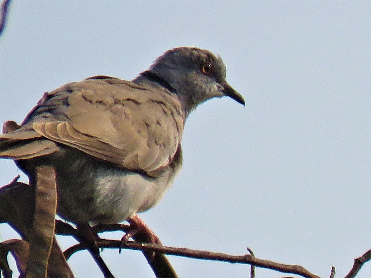 Ringneck Pomba Pombo - Foto gratuita no Pixabay - Pixabay