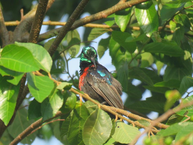 Pájaro Del Sol Fauna - Foto gratis en Pixabay - Pixabay