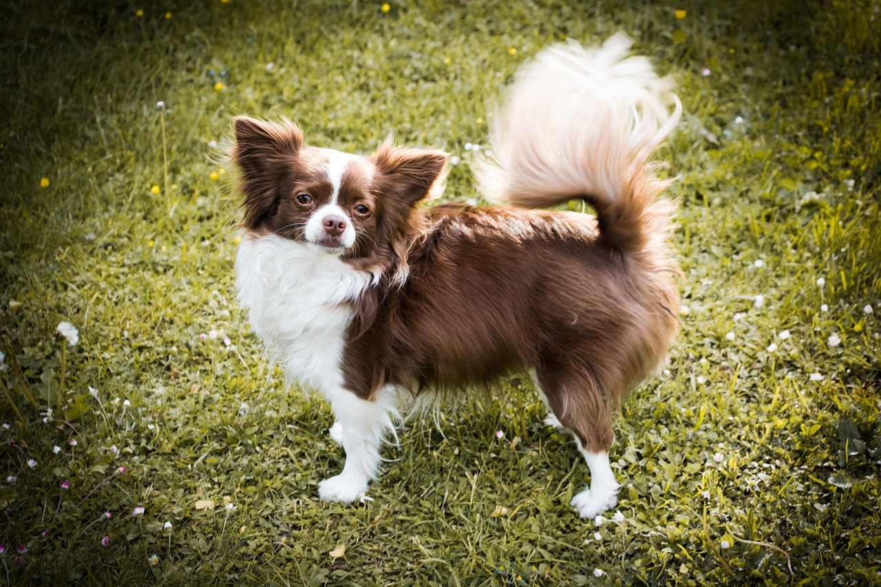 Chihuahua Small Dog - Free photo on Pixabay