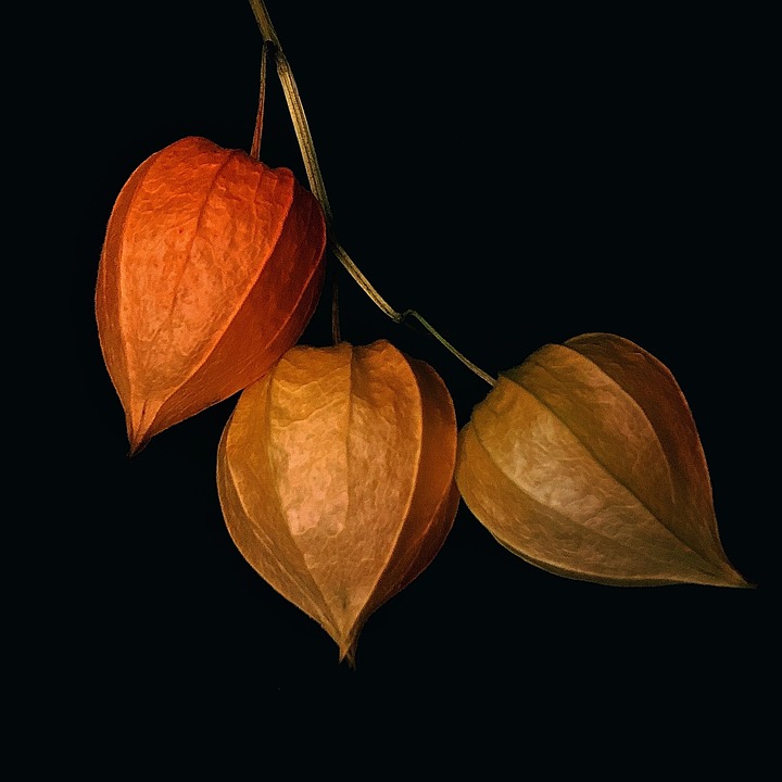 Nature Is Best - Free photo on Pixabay