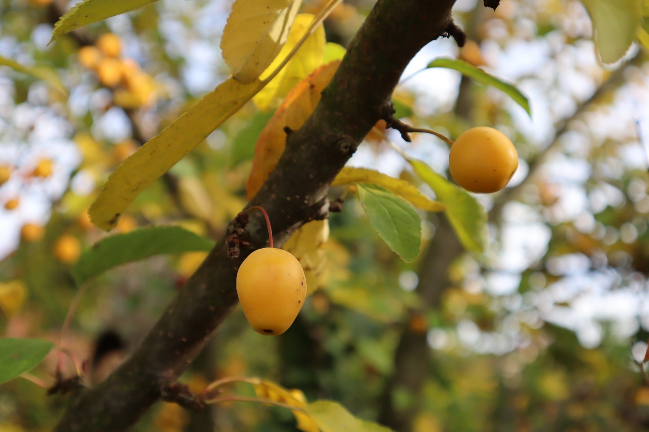 Otoño Manzanas Silvestres Jardín - Foto gratis en Pixabay - Pixabay