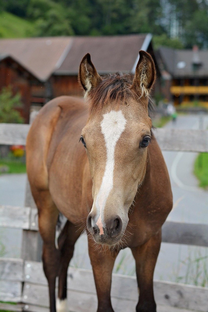 10.000+ kostenlose Pferde Deutsche Reitpony und Pferde-Bilder - Pixabay