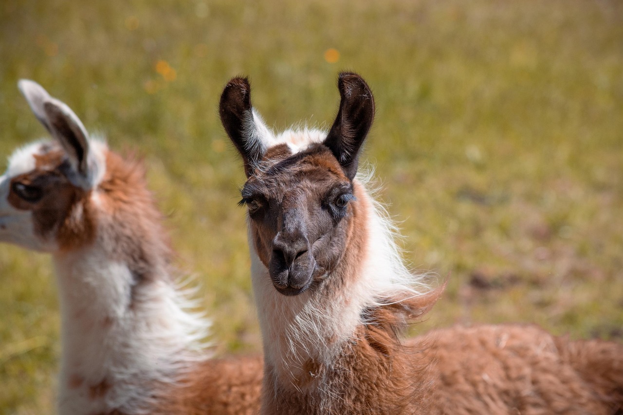 900+ Free Llama & Nature Photos - Pixabay