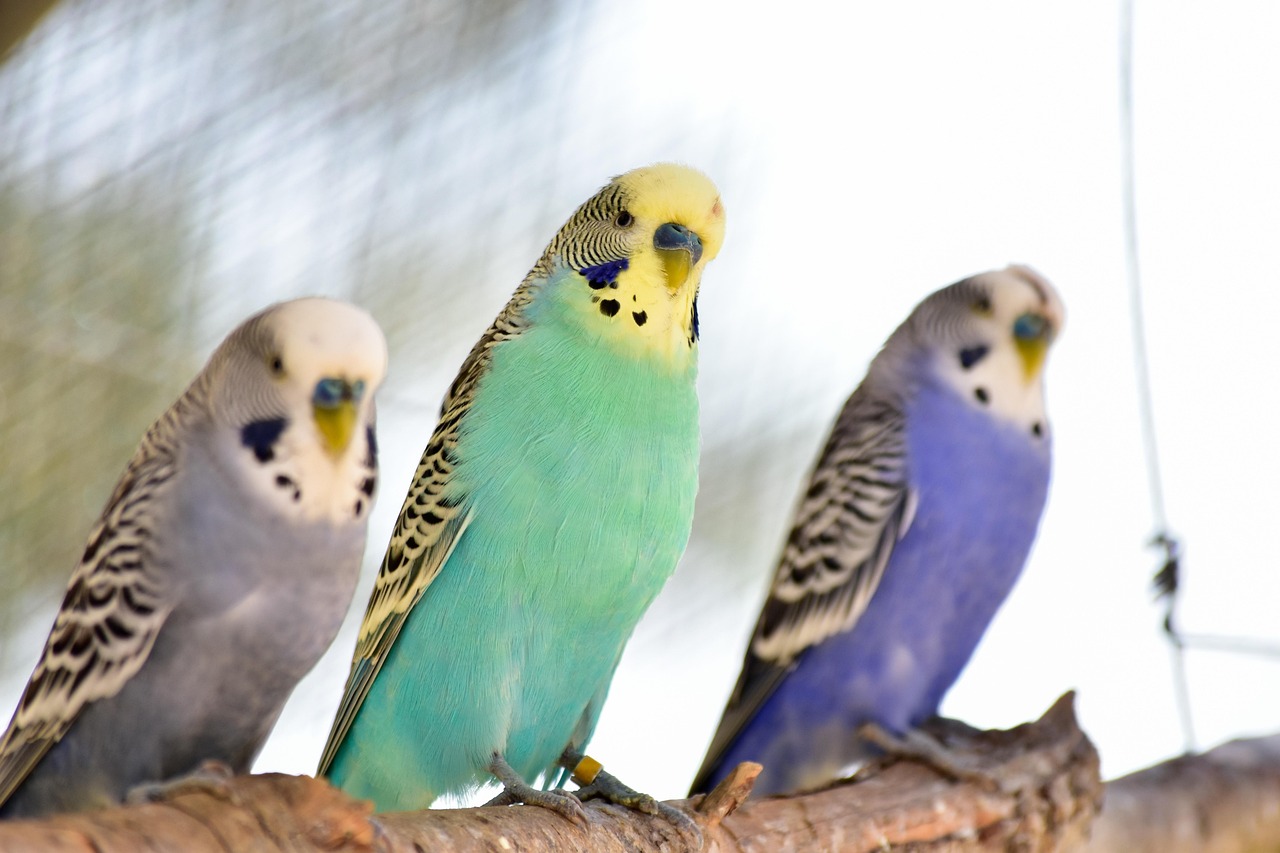 Papegojor Zoo Undulat - Gratis foto på Pixabay - Pixabay