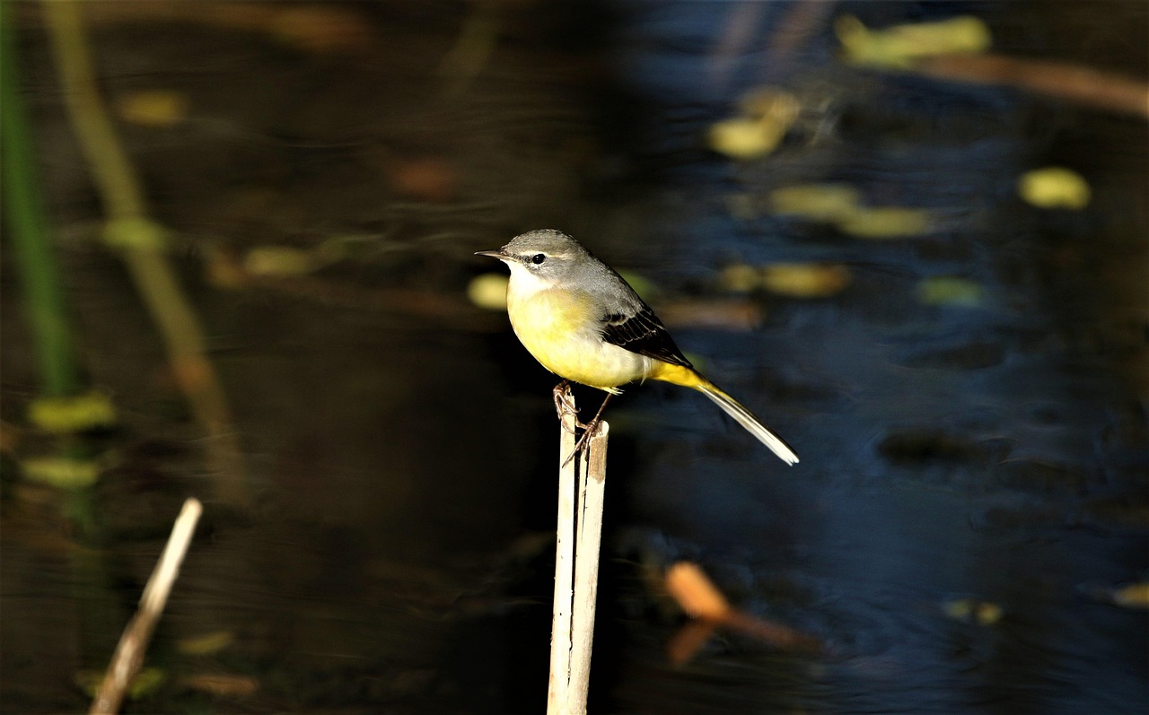 Grey Wagtail Bird Wild - Free photo on Pixabay
