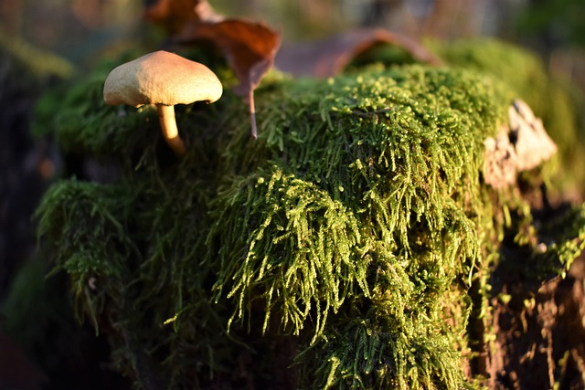 Champignon Mousse Le Coucher Du - Photo gratuite sur Pixabay - Pixabay