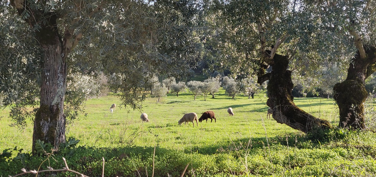 Autumn Olive Trees Portugal - Free photo on Pixabay - Pixabay