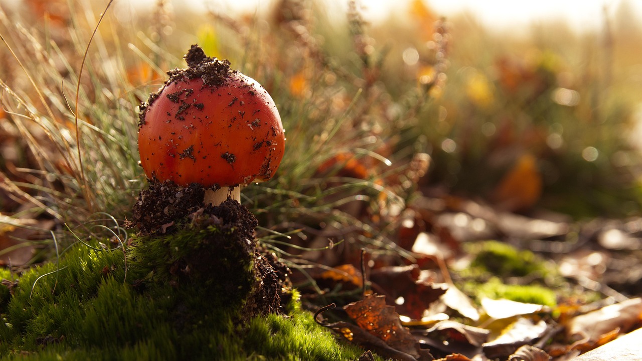 Champignon Amanite Mouche Mousse - Photo gratuite sur Pixabay - Pixabay