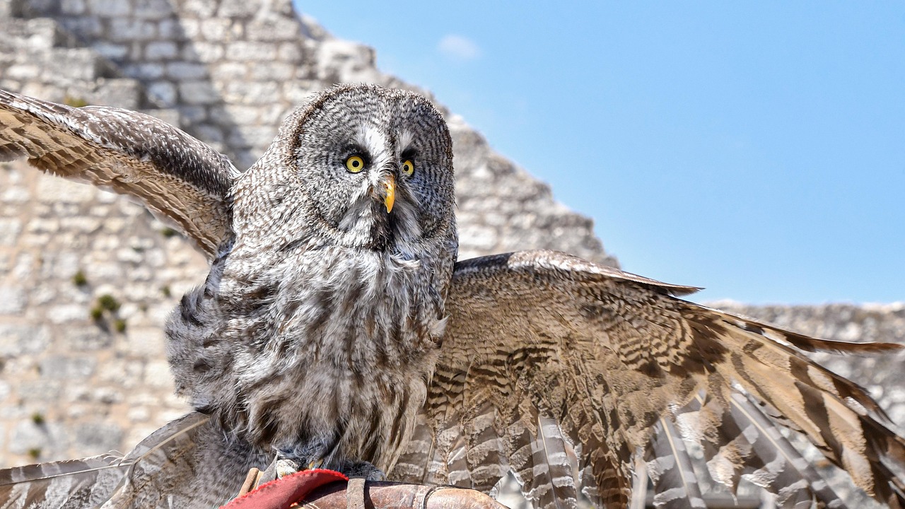 Plus de 2 000 photos gratuites de Chouette et de Oiseau - Pixabay