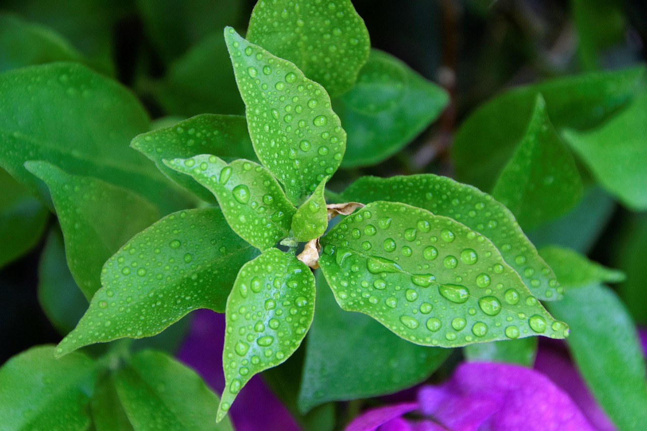 Naturaleza Hojas Verdes - Foto gratuita no Pixabay - Pixabay