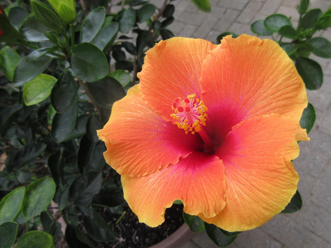 Chinese Hibiscus Flower Bloom - Free photo on Pixabay - Pixabay