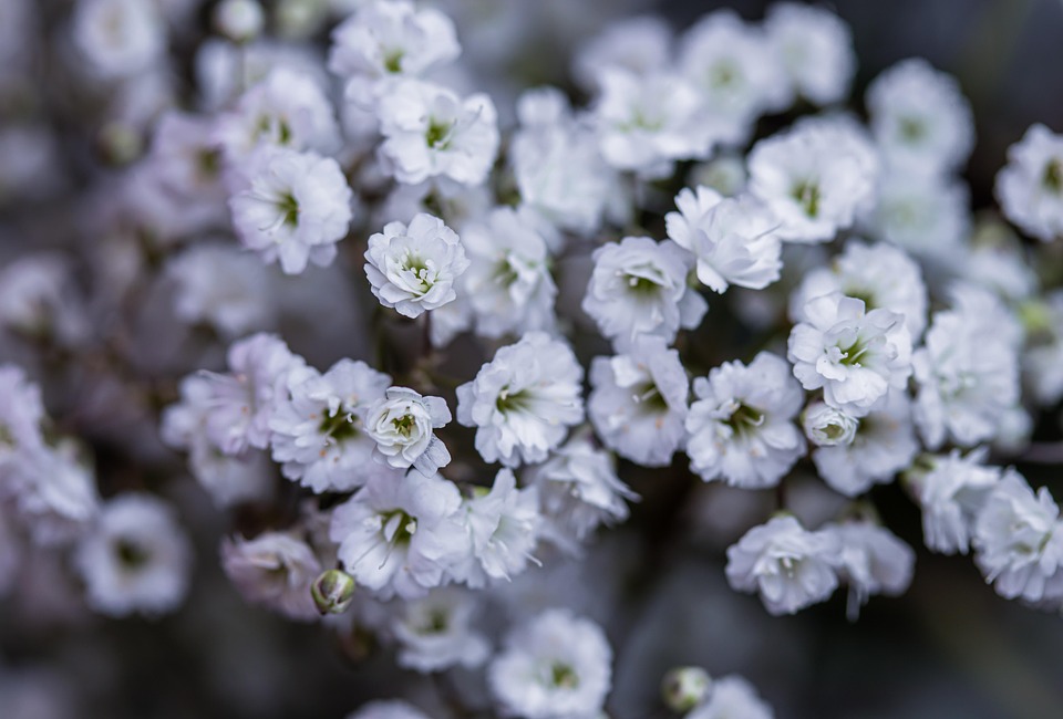 Gypsophila White Blossom - Free photo on Pixabay