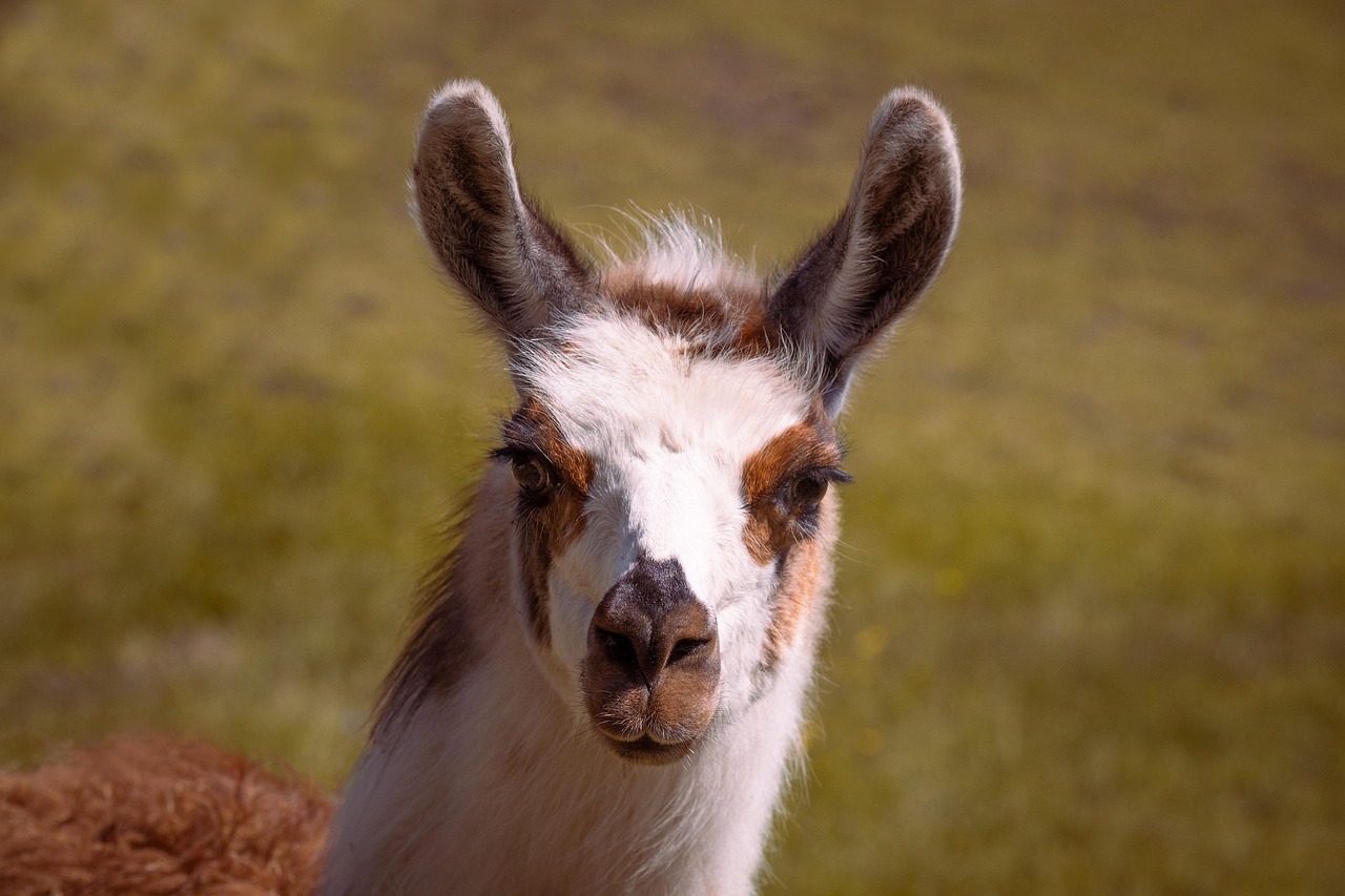 Llama Animal Livestock - Free photo on Pixabay - Pixabay