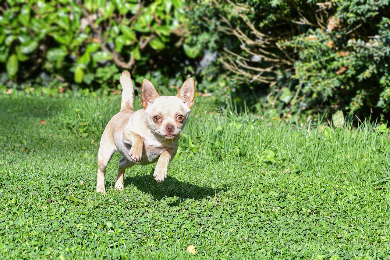 100,000+ Free Cute Chihuahua & Chihuahua Images - Pixabay
