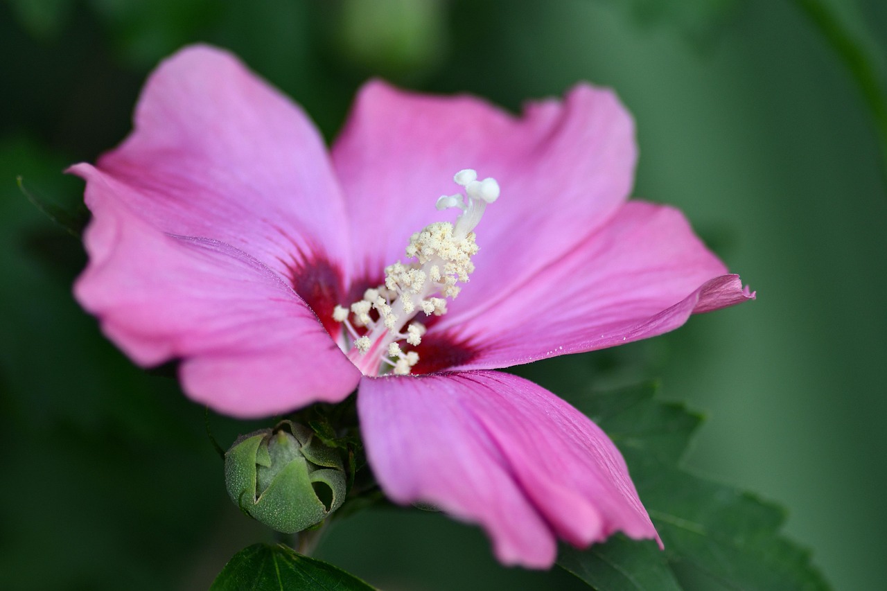 Hibiscus Flower Stamen - Free photo on Pixabay - Pixabay