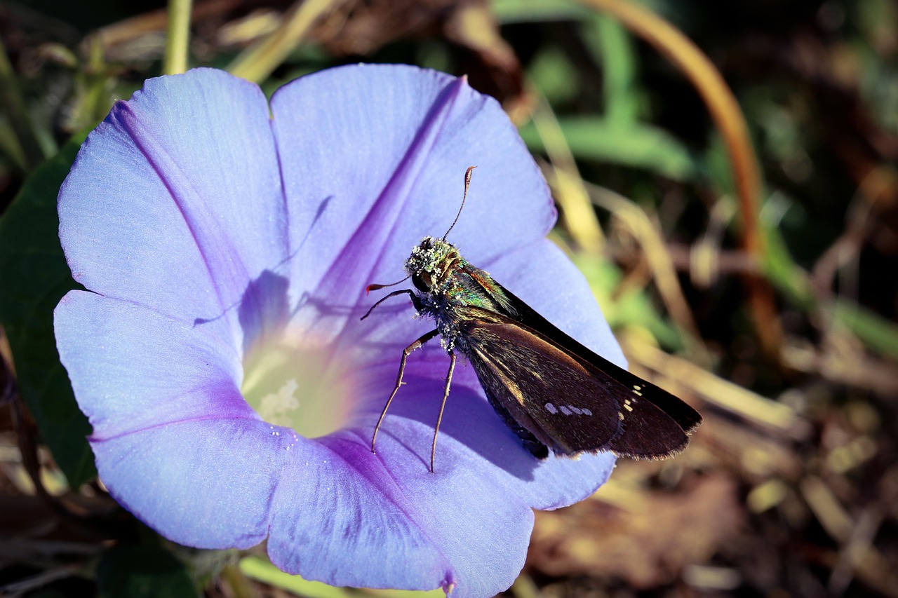 Morning Glory Butterfly Insects - Free photo on Pixabay - Pixabay