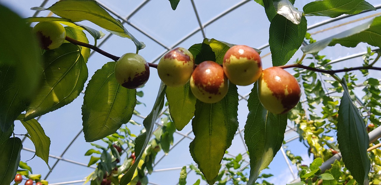 Jujuba Boeun Jujube Coreia - Foto gratuita no Pixabay - Pixabay