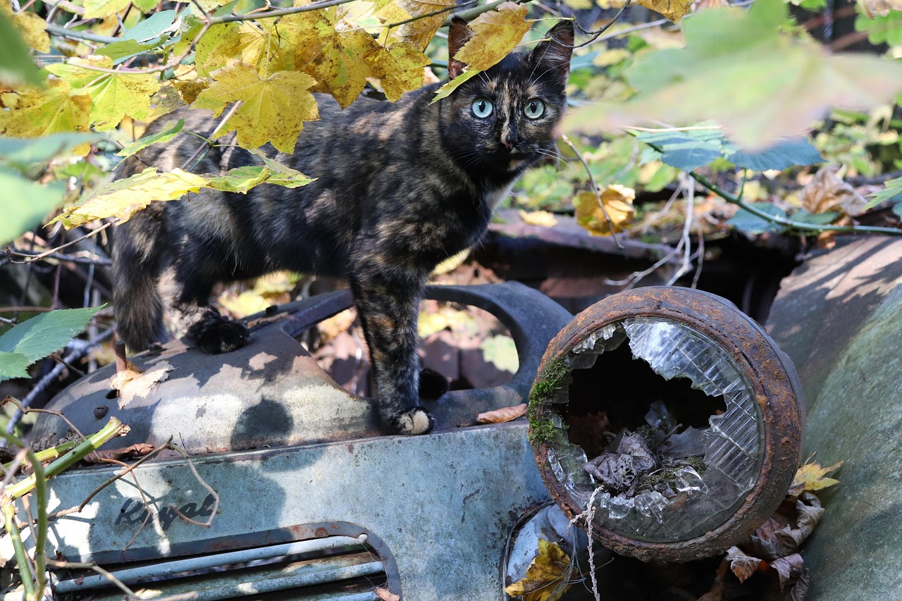 Cat Félin Kitty - Photo gratuite sur Pixabay - Pixabay