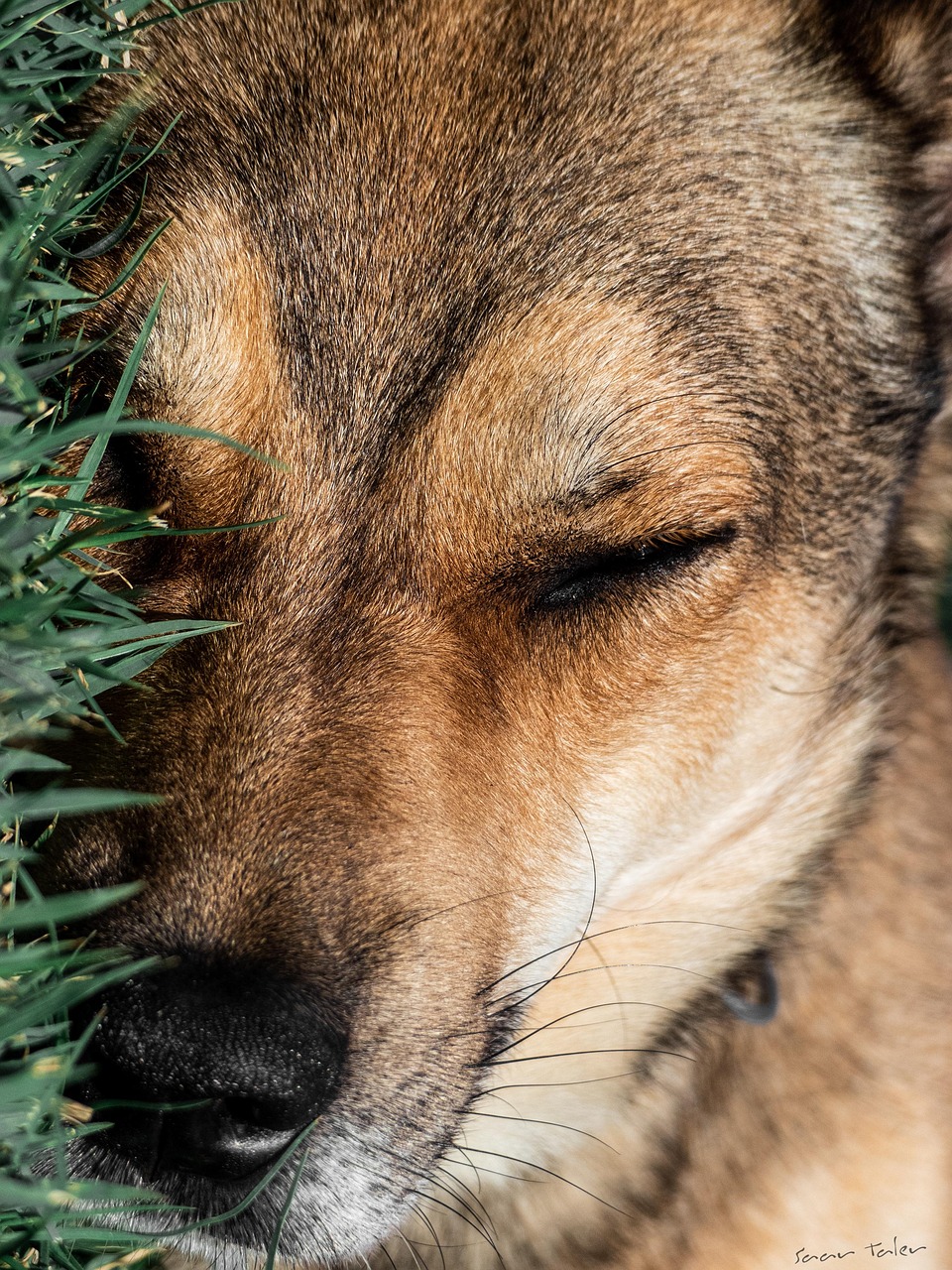 Hund Gras Klein Kleiner - Kostenloses Foto auf Pixabay - Pixabay