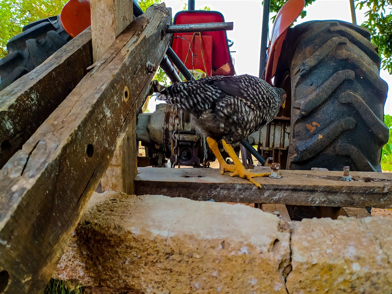 Chicken Bird Farm - Free photo on Pixabay - Pixabay