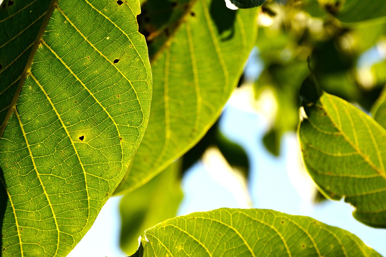 Folhas Folhagem Árvore - Foto gratuita no Pixabay - Pixabay