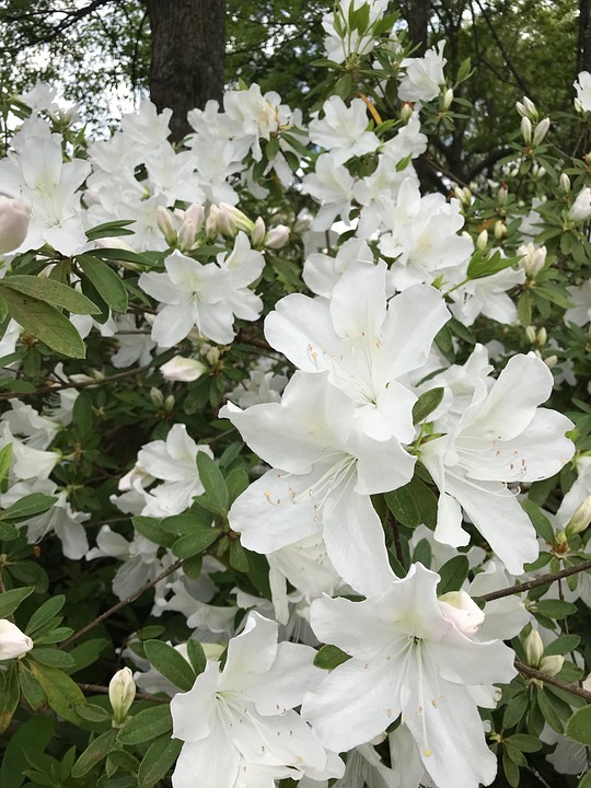 Azalea White Bush - Free photo on Pixabay - Pixabay