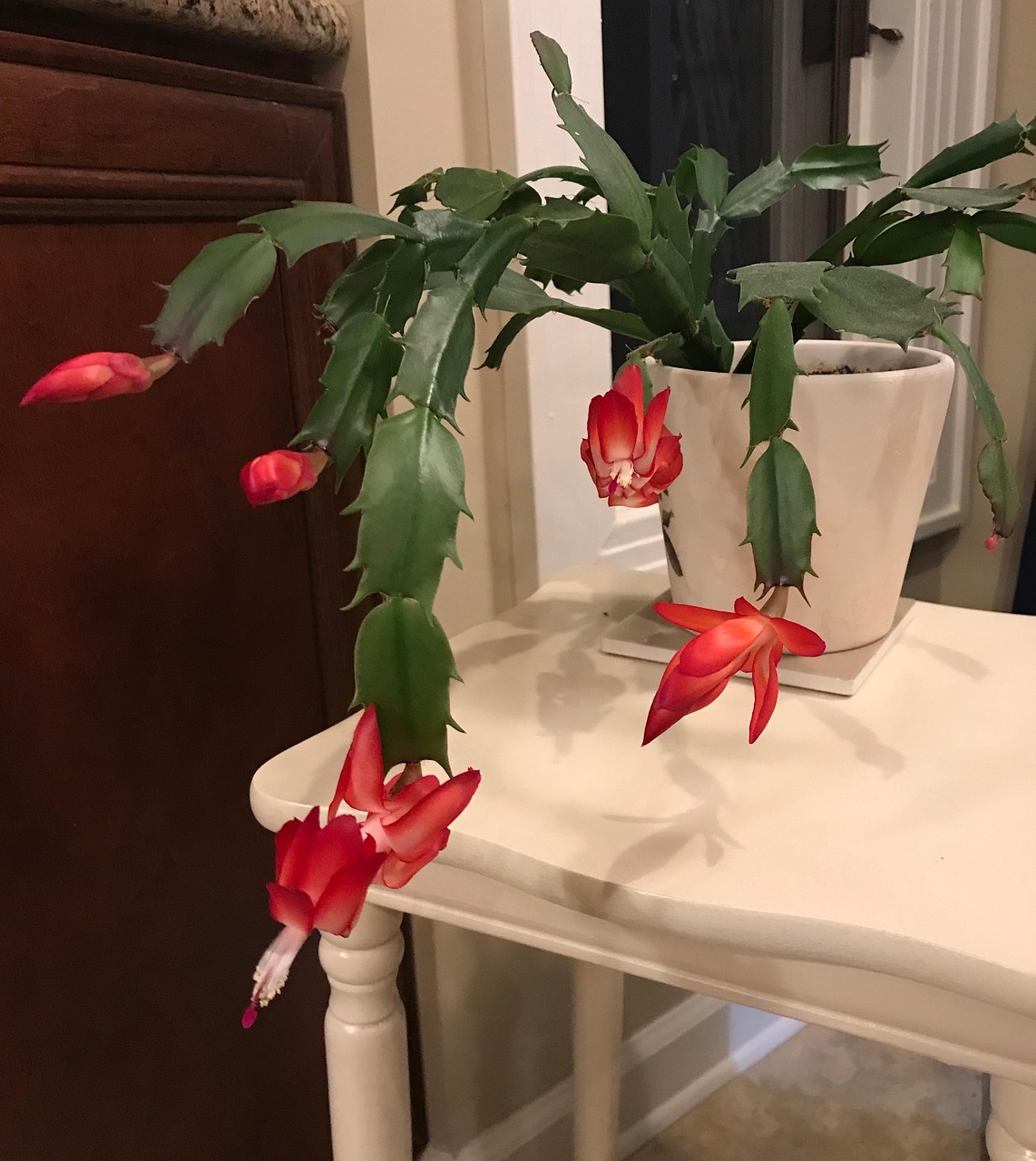 Cacto De Natal Florescer Bloom - Foto gratuita no Pixabay