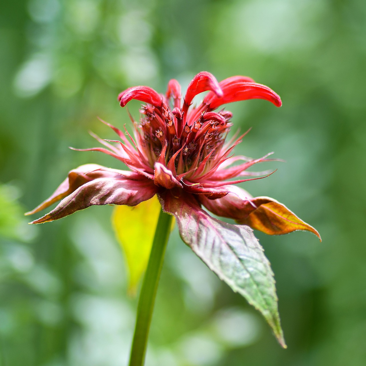 Scarlet Beebalm Flower Plant - Free photo on Pixabay - Pixabay