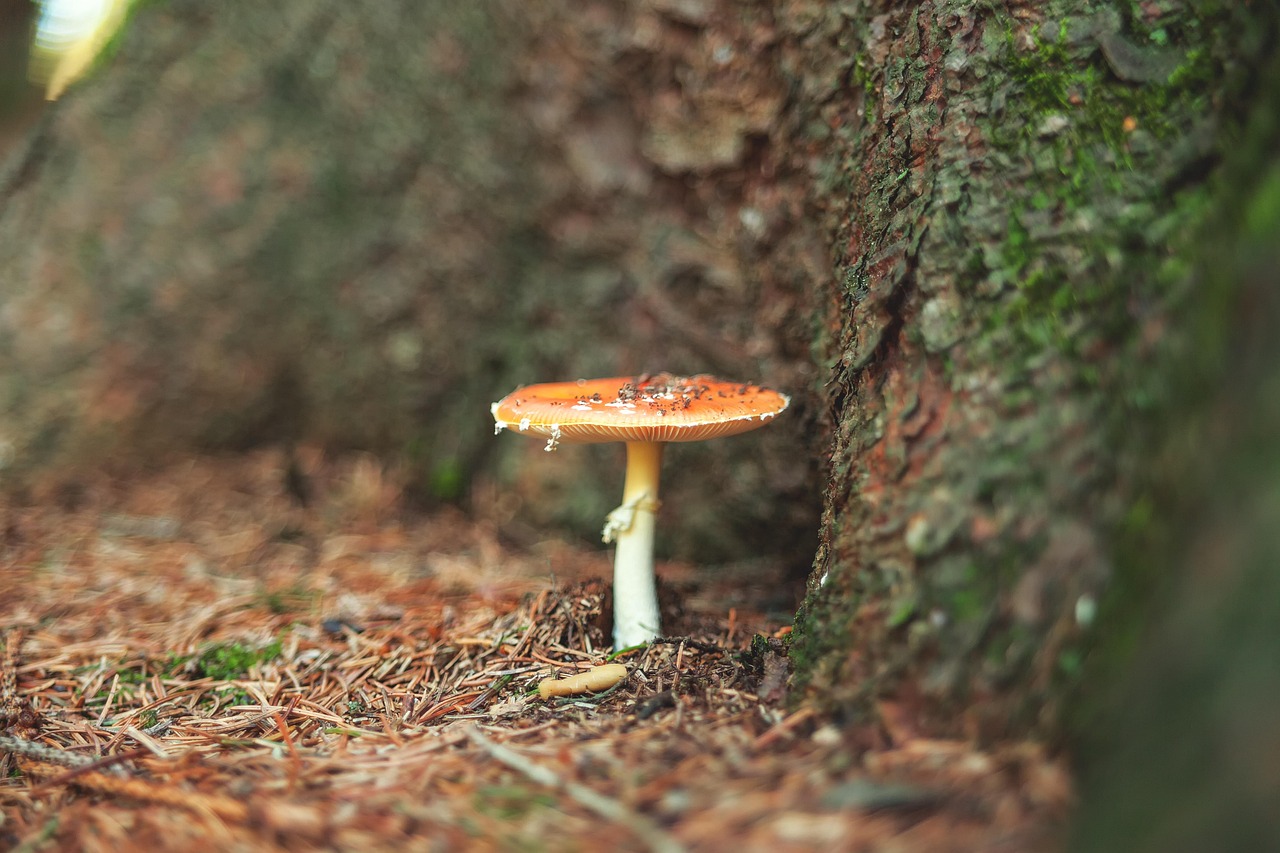 Pilz Wald Natur - Kostenloses Foto auf Pixabay - Pixabay