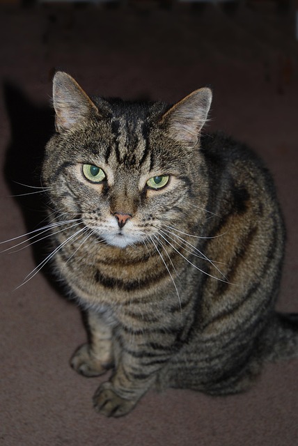 Kissa Tabby Istuu Alas - Ilmainen valokuva Pixabayssa