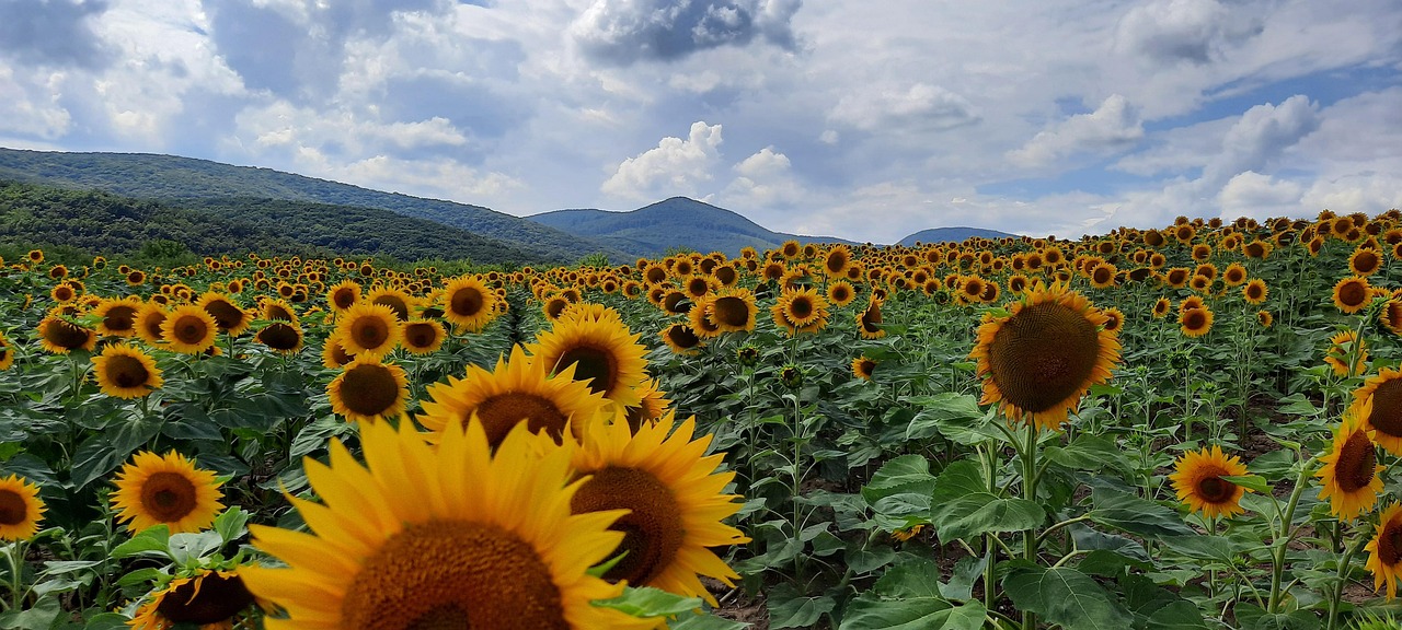 Bunga Matahari Kuning Bidang - Foto gratis di Pixabay - Pixabay