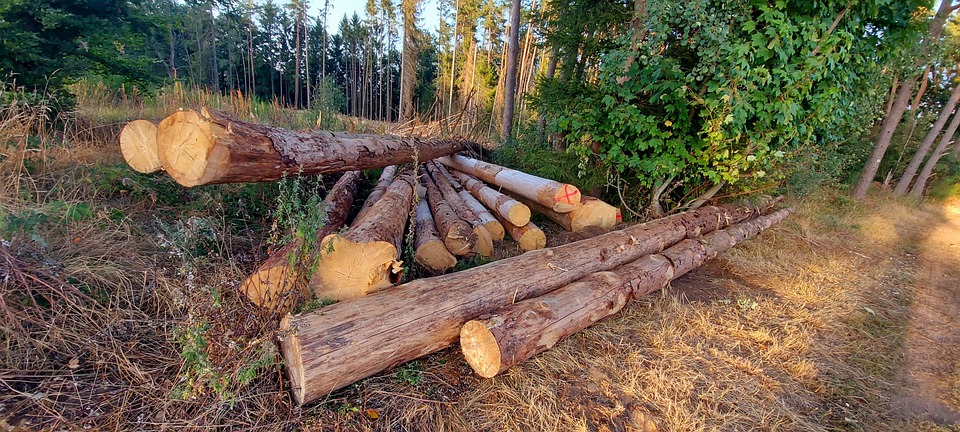 Wood Forest Tree Trunks Timber - Free photo on Pixabay - Pixabay