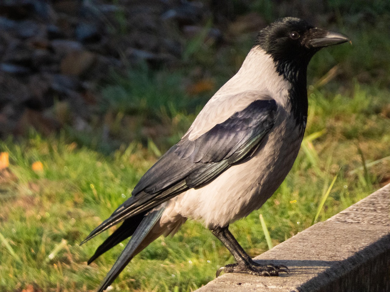 Animals Bird - Free photo on Pixabay