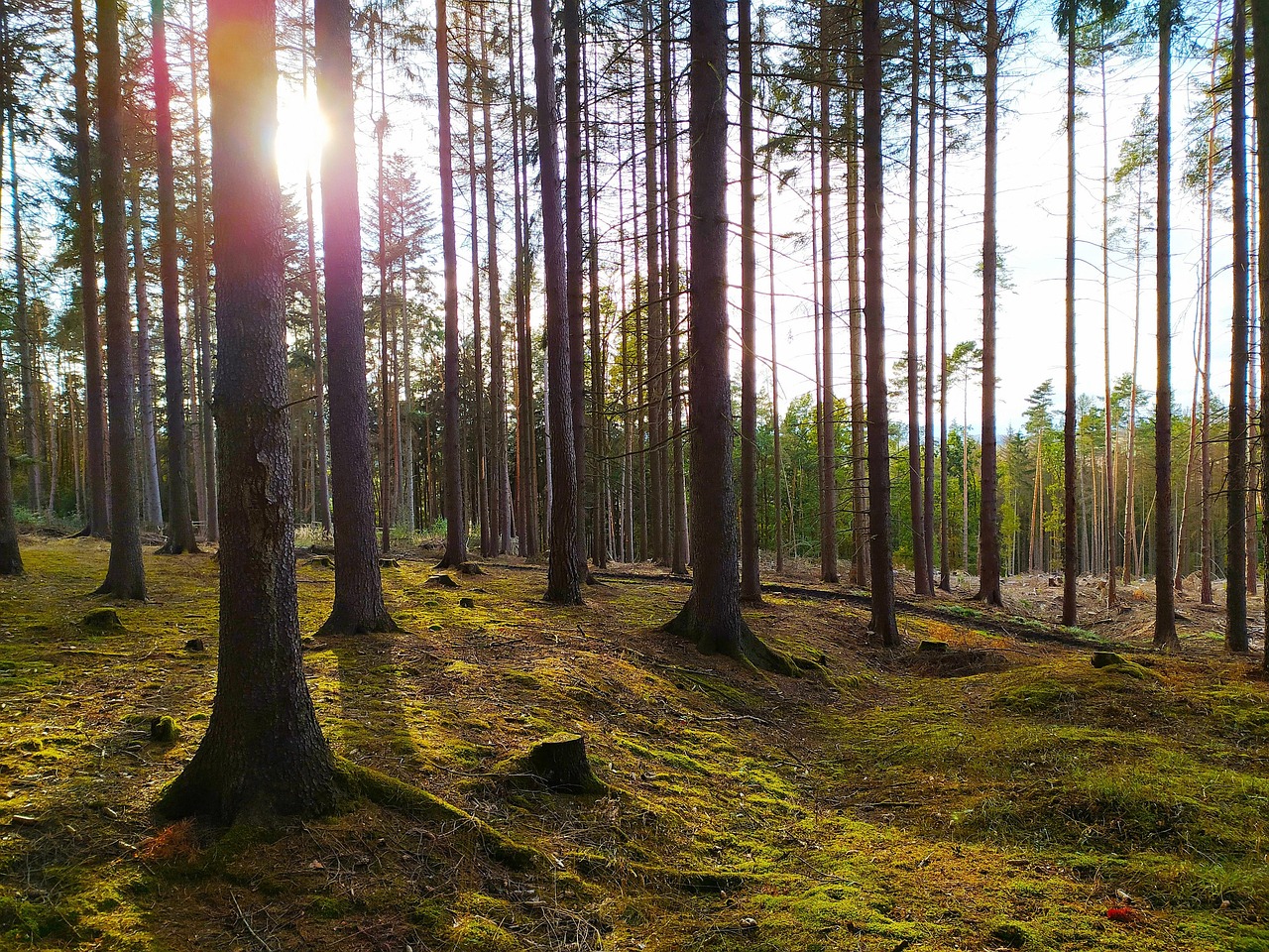 Forest Sun Light - Free photo on Pixabay - Pixabay