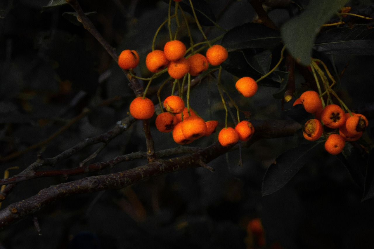 Plants Nature Garden - Free photo on Pixabay