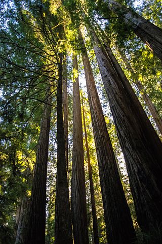 100+ Free Redwood Trees & Redwood Images
