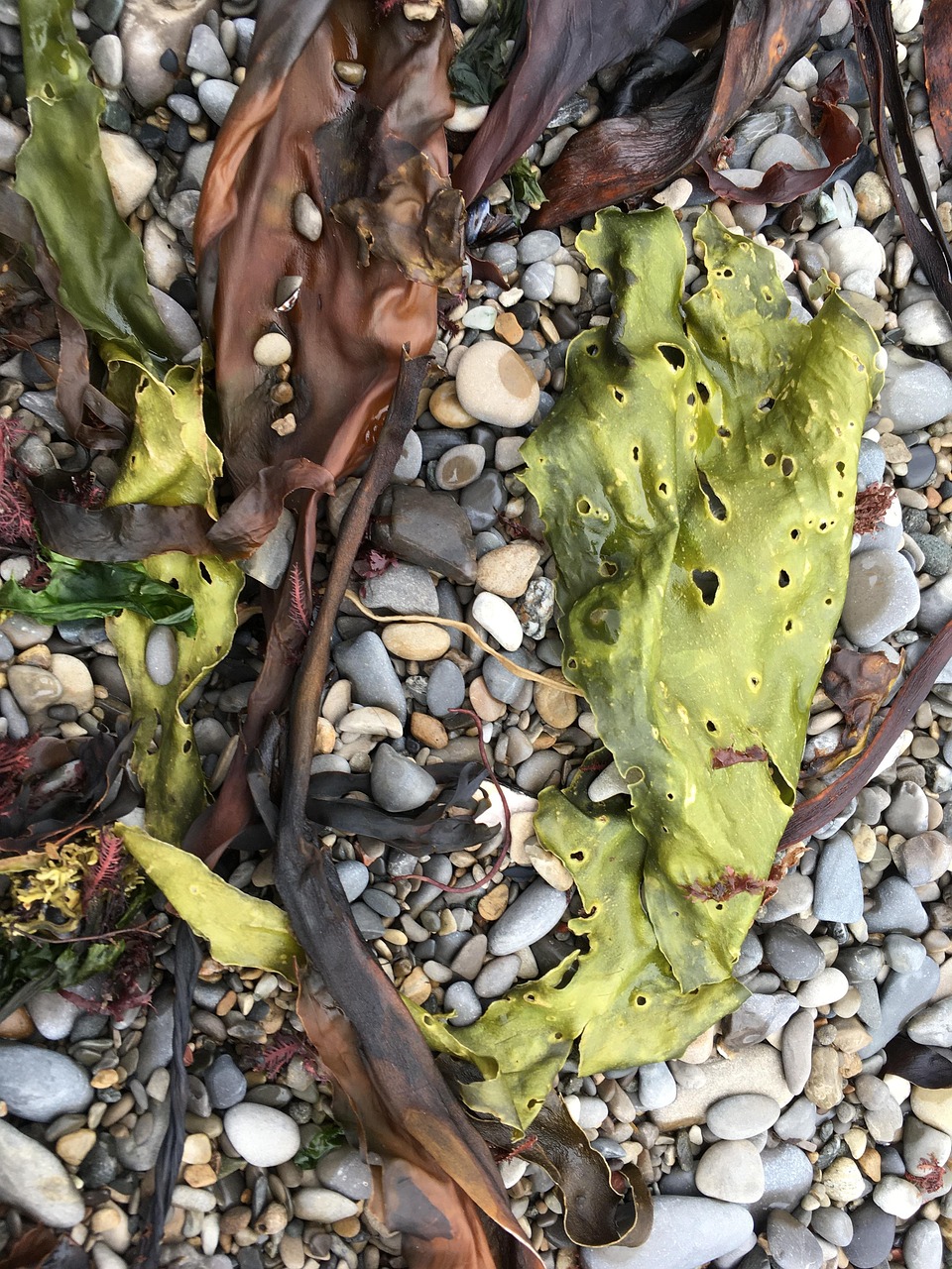 Seaweed Algae Gaspesie - Free photo on Pixabay - Pixabay