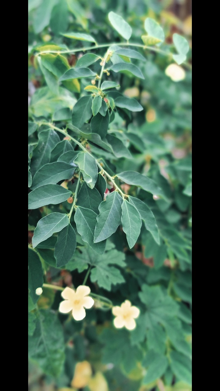 Katuk Leaves Leaf Said The - Free photo on Pixabay - Pixabay