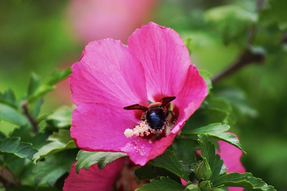 Lebah Bunga Serangga - Foto gratis di Pixabay - Pixabay