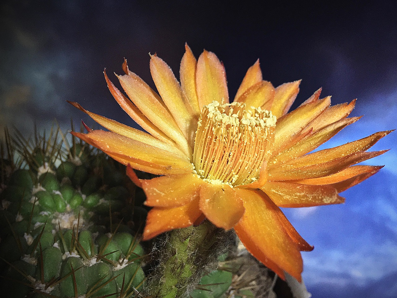 Fleur De Cactus Les Épines - Photo gratuite sur Pixabay - Pixabay