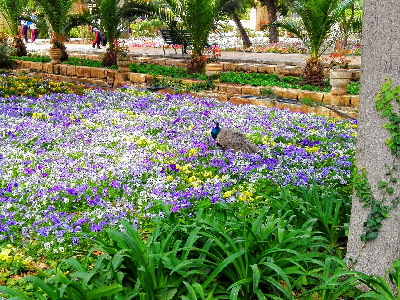 Natureza Jardim Flores - Foto gratuita no Pixabay - Pixabay